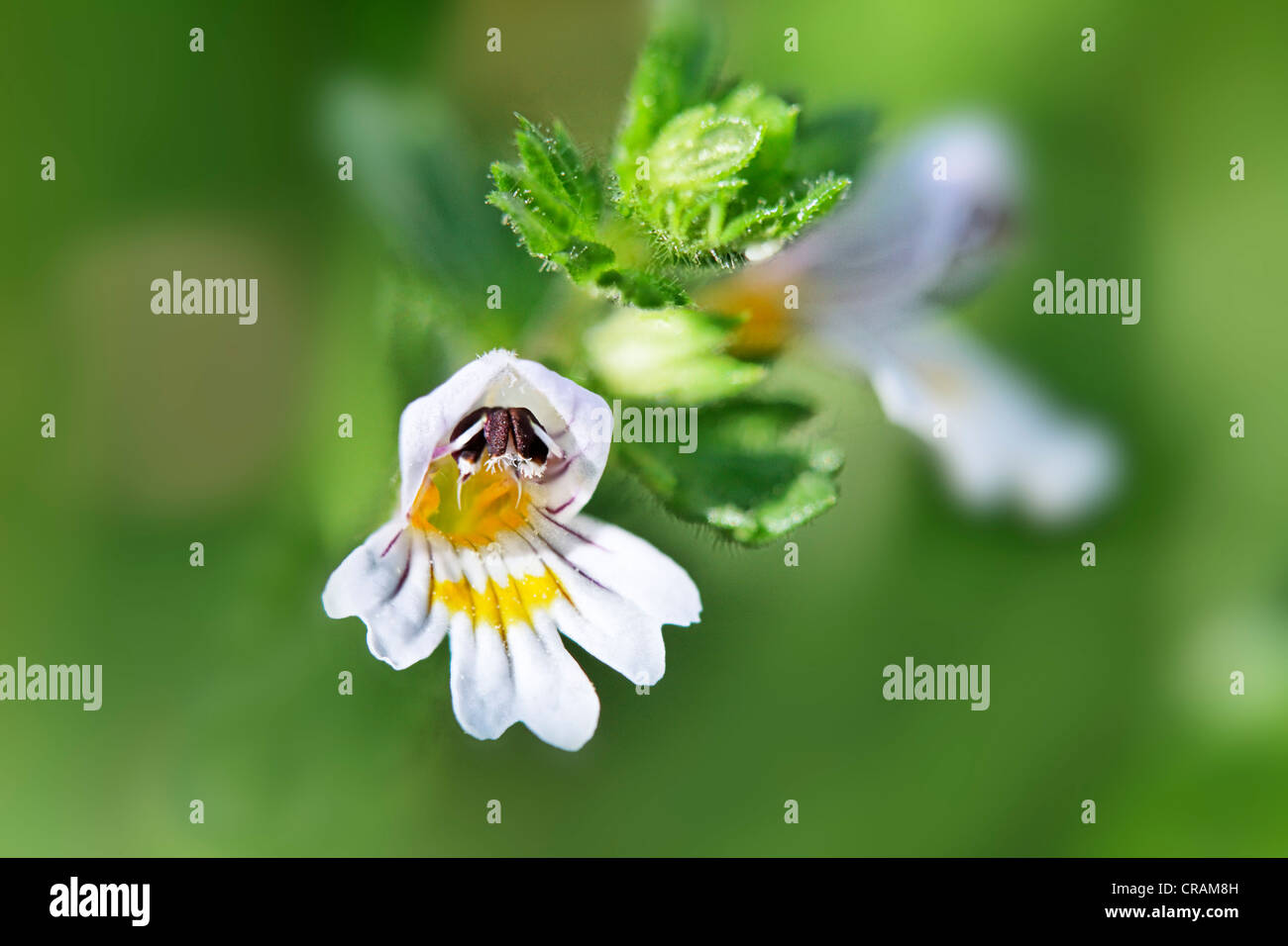 Blossom of the medical plant Eyebright (Euphrasia Stock Photo - Alamy
