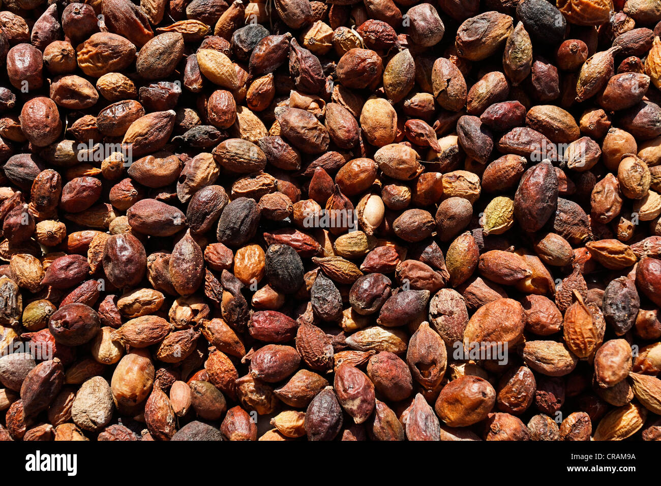 Pericarp hi-res stock photography and images - Alamy