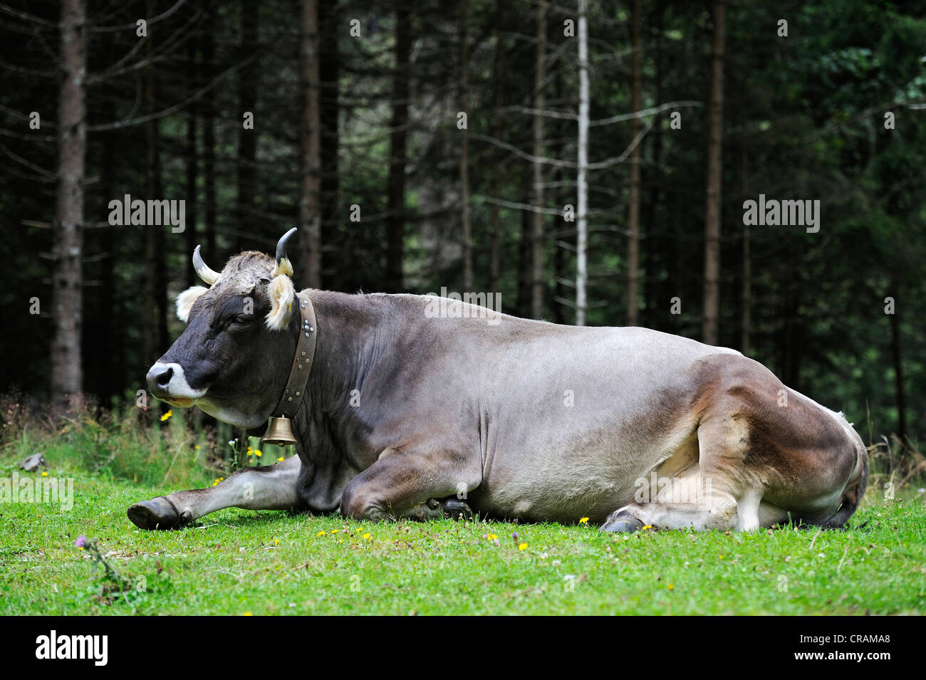 Tyrolese grey cattle (Grigio Alpina), Stubaital valley, Tyrol, Austria ...
