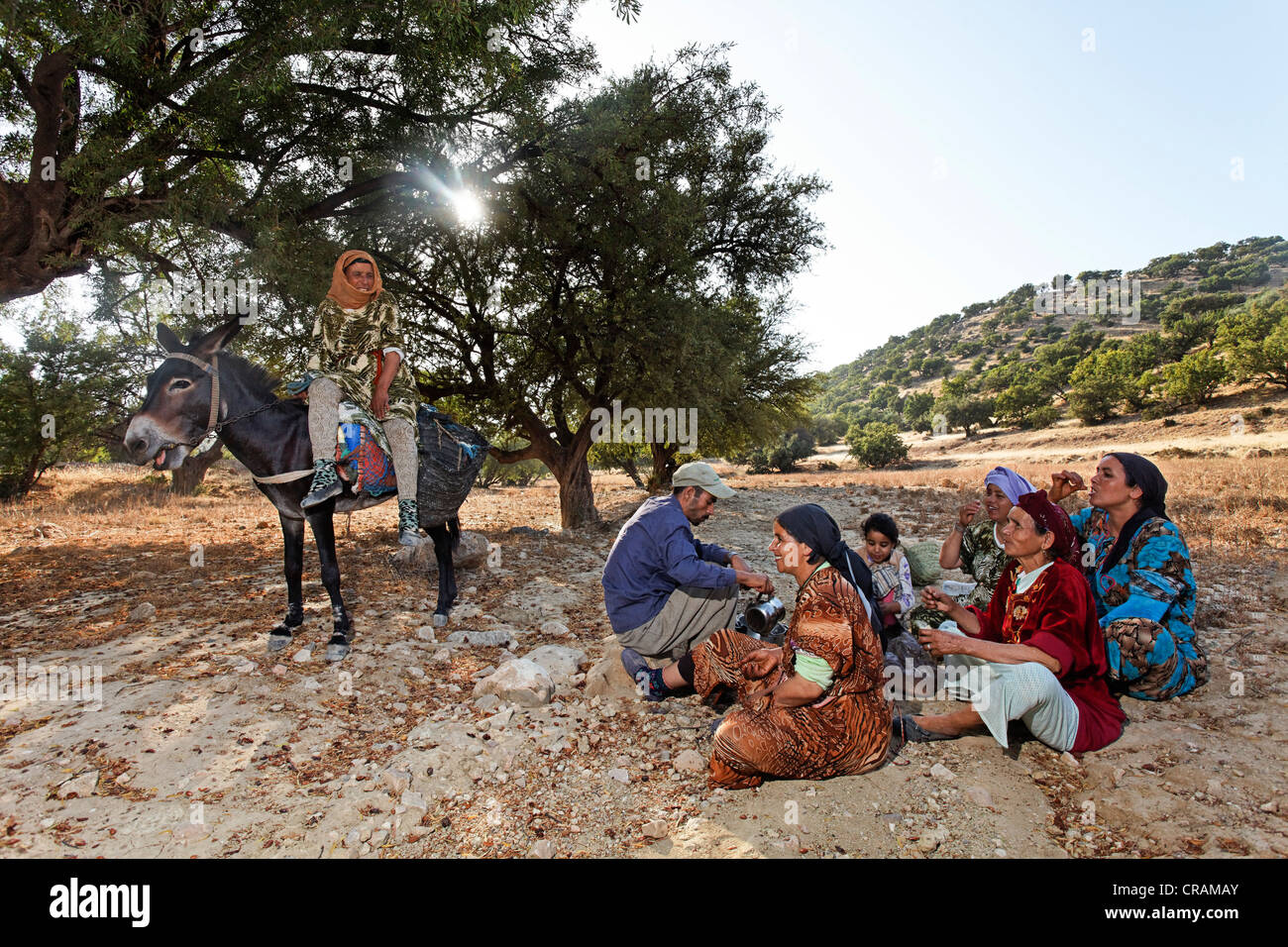 Family having a pause under Argan (Argania spinosa) trees while ...