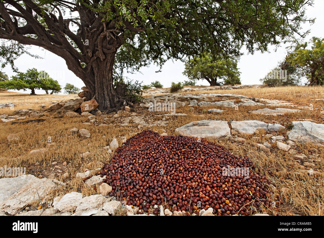 Collected argan nuts from Argan (Argania spinosa) trees for the ...