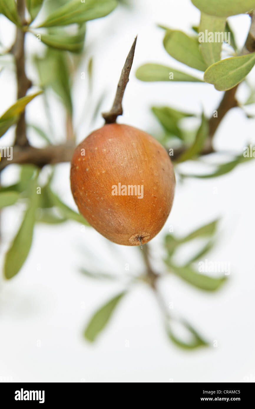 Nut farming africa hi-res stock photography and images - Alamy
