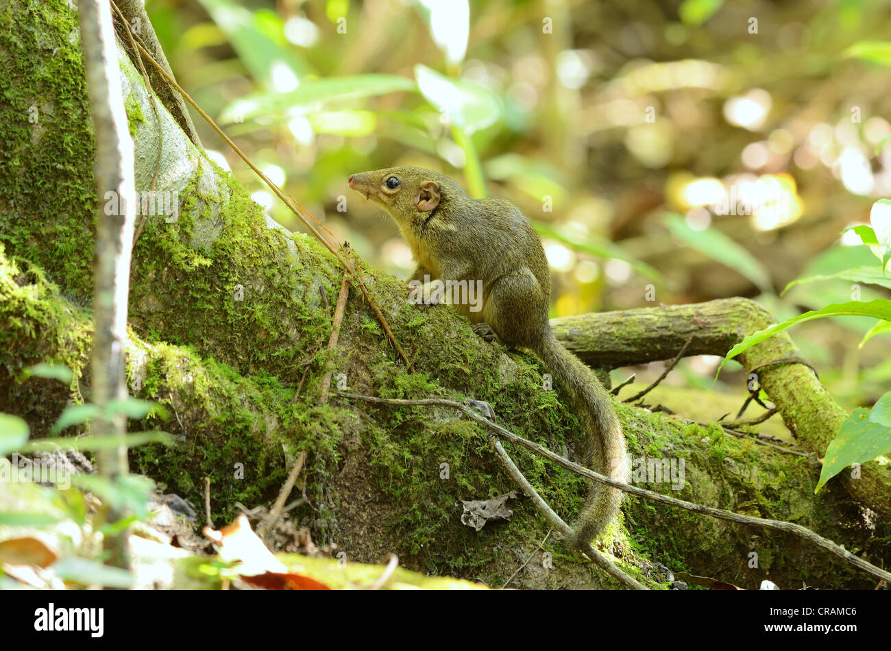 Tupaia hi-res stock photography and images - Alamy