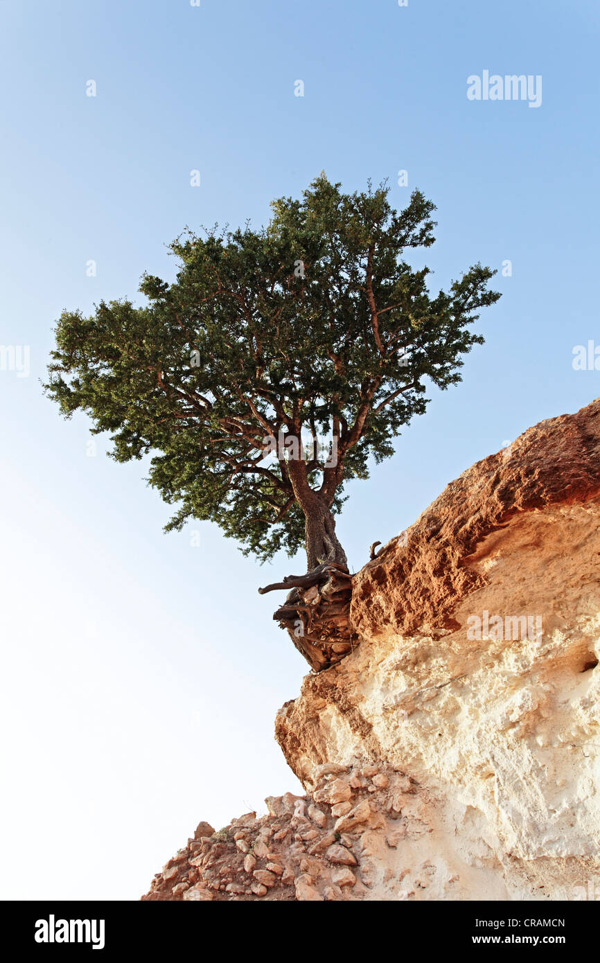 Argan (Argania spinosa) tree growing on the edge of a cliff near ...