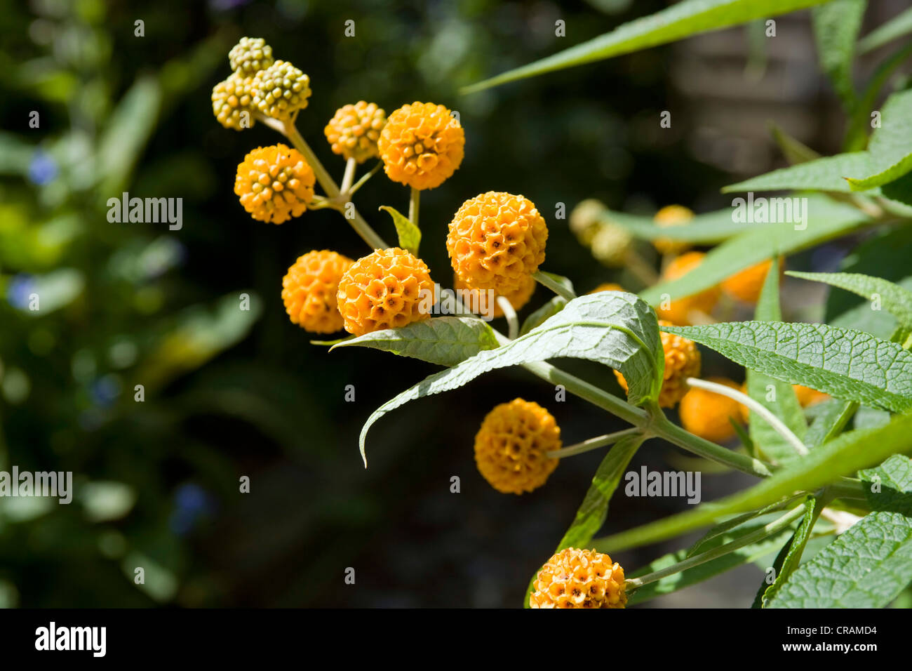 Ball Shaped Flowers High Resolution Stock Photography and Images - Alamy