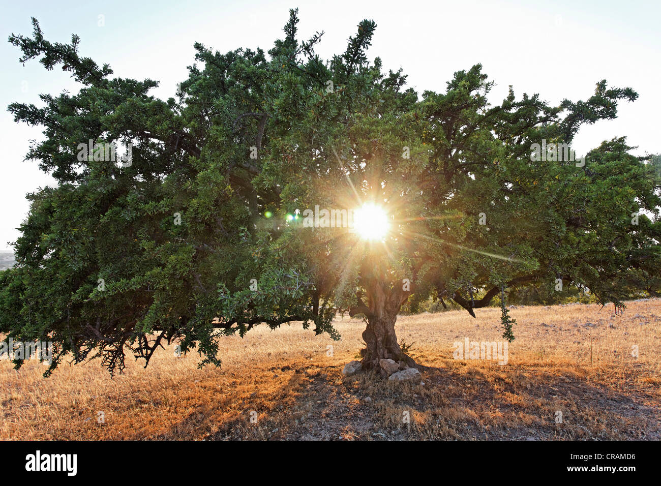 Morocco essaouira argan tree hi-res stock photography and images - Alamy