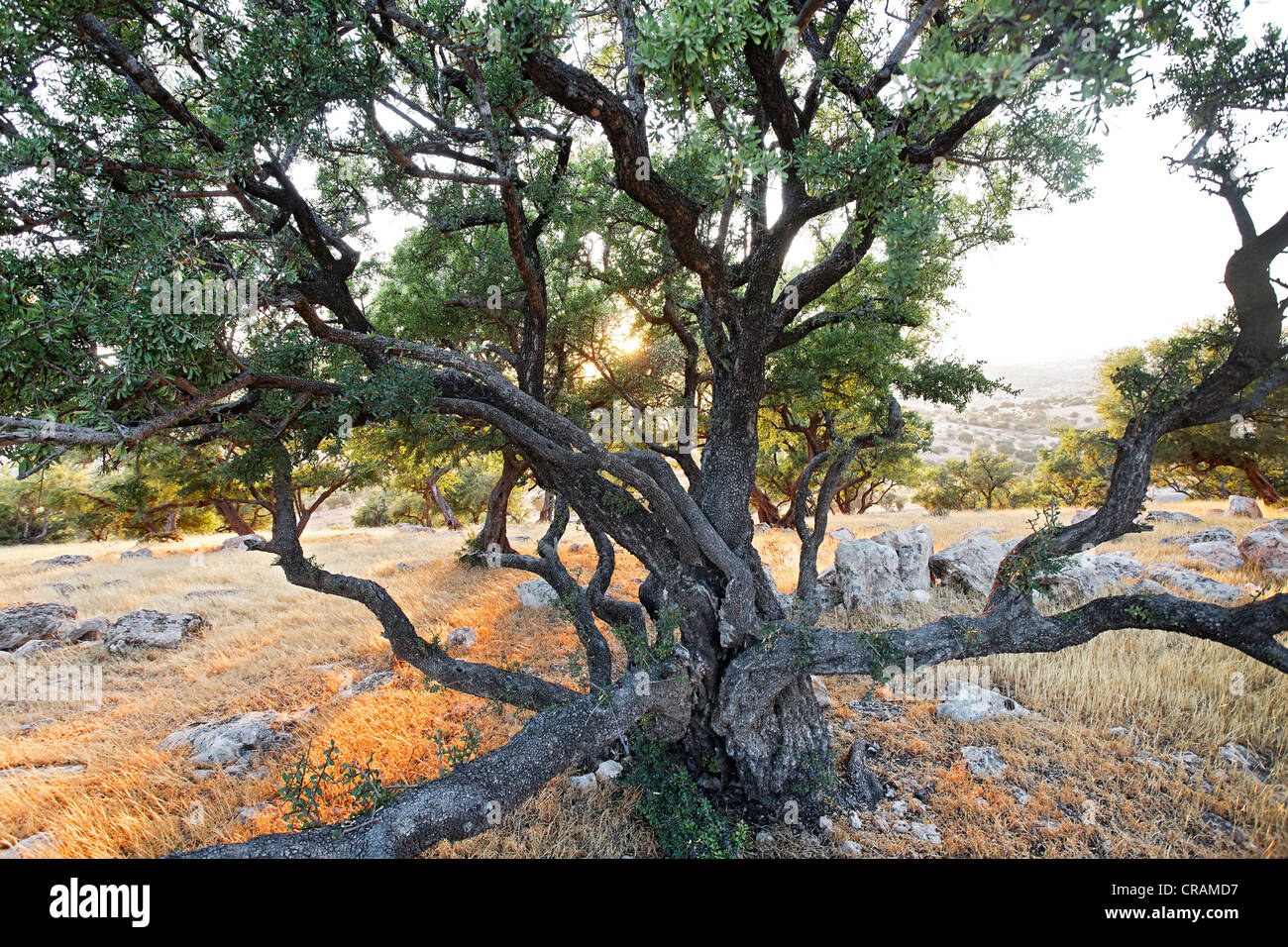 Sun shining through an old Argan (Argania spinosa) tree near Essaouira ...