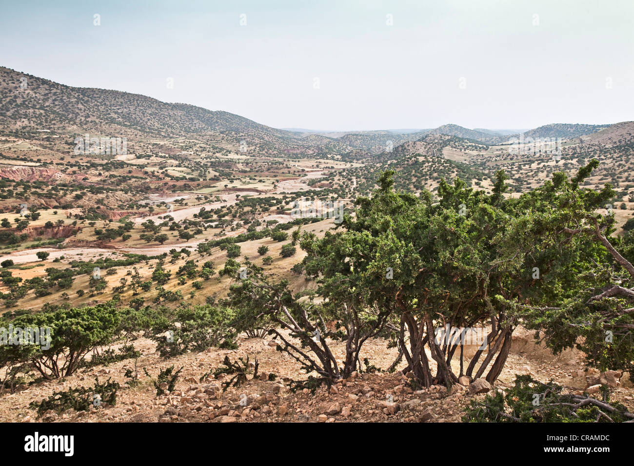 Landscape with Argan (Argania spinosa) trees with argan nuts near ...