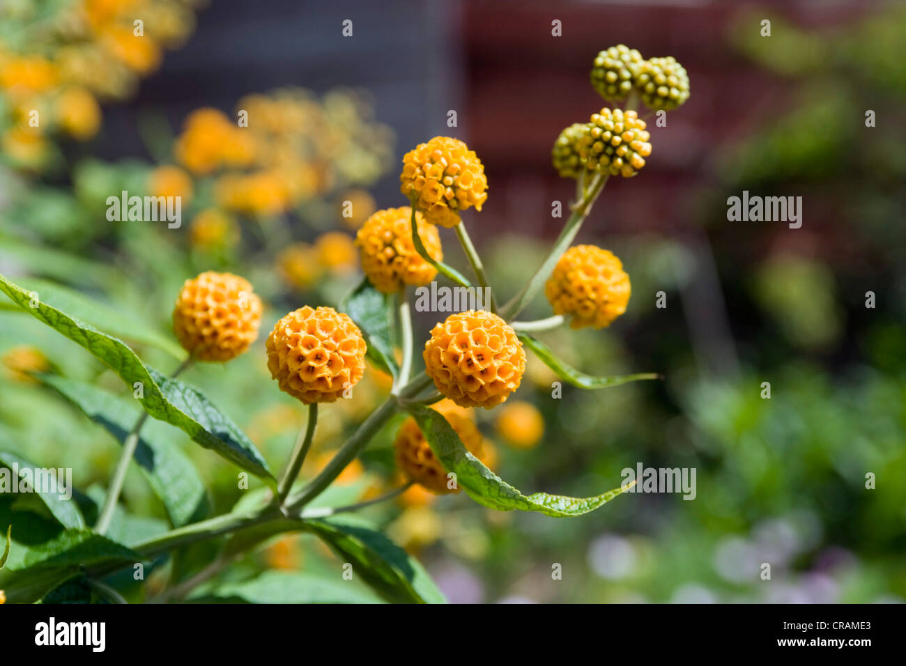 The Buddleia globosa ( Golden Ball ) growing in a garden in Fife ...