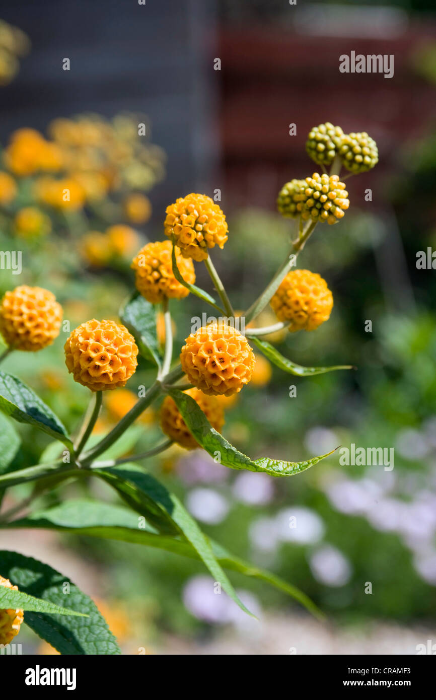 Ball Shaped Flowers High Resolution Stock Photography and Images - Alamy