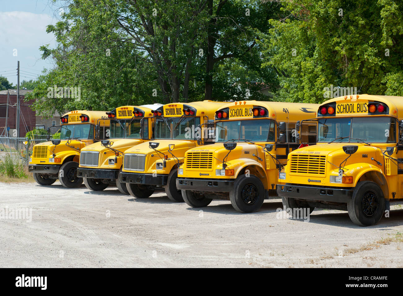 Yellow school busses in a parking lot Stock Photo - Alamy