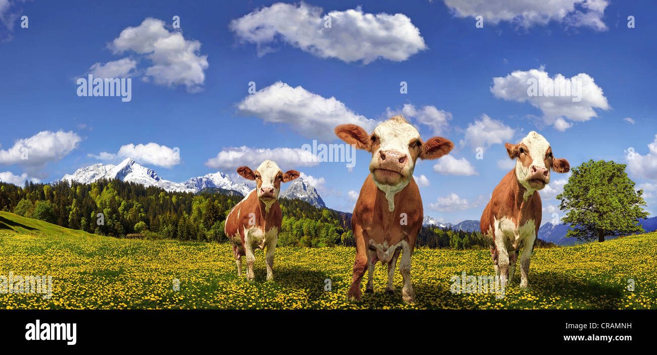 Cows on a flower meadow, cloudy sky, in the rear Mt. Alpspitze and Mt ...