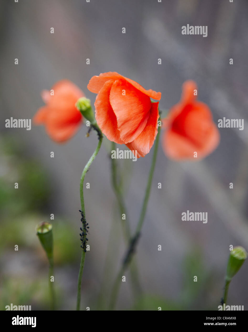Three red poppy's and poppy seed heads against a brick wall background ...