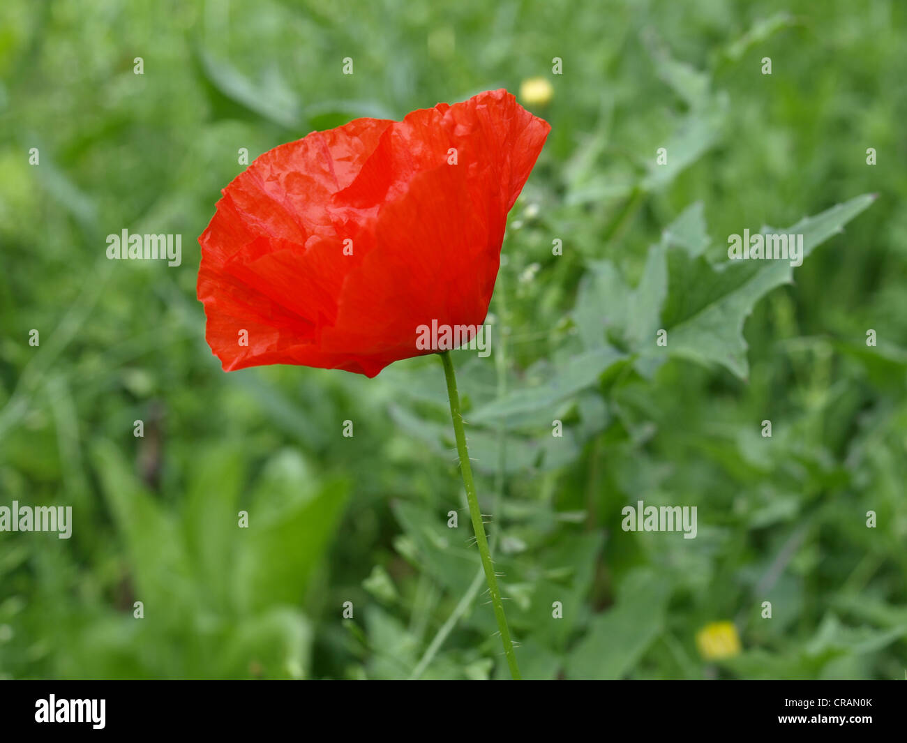 Corn field flanders red poppy hi-res stock photography and images - Alamy