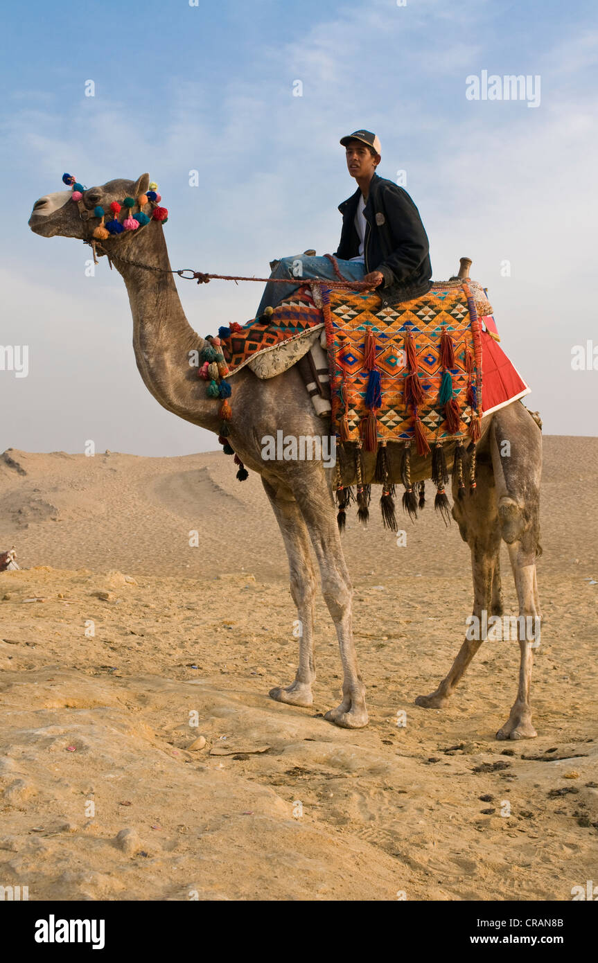 Camel north africa hi-res stock photography and images - Alamy