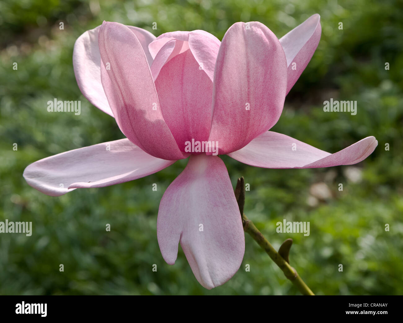 Magnolia flower frame pink hi-res stock photography and images - Alamy