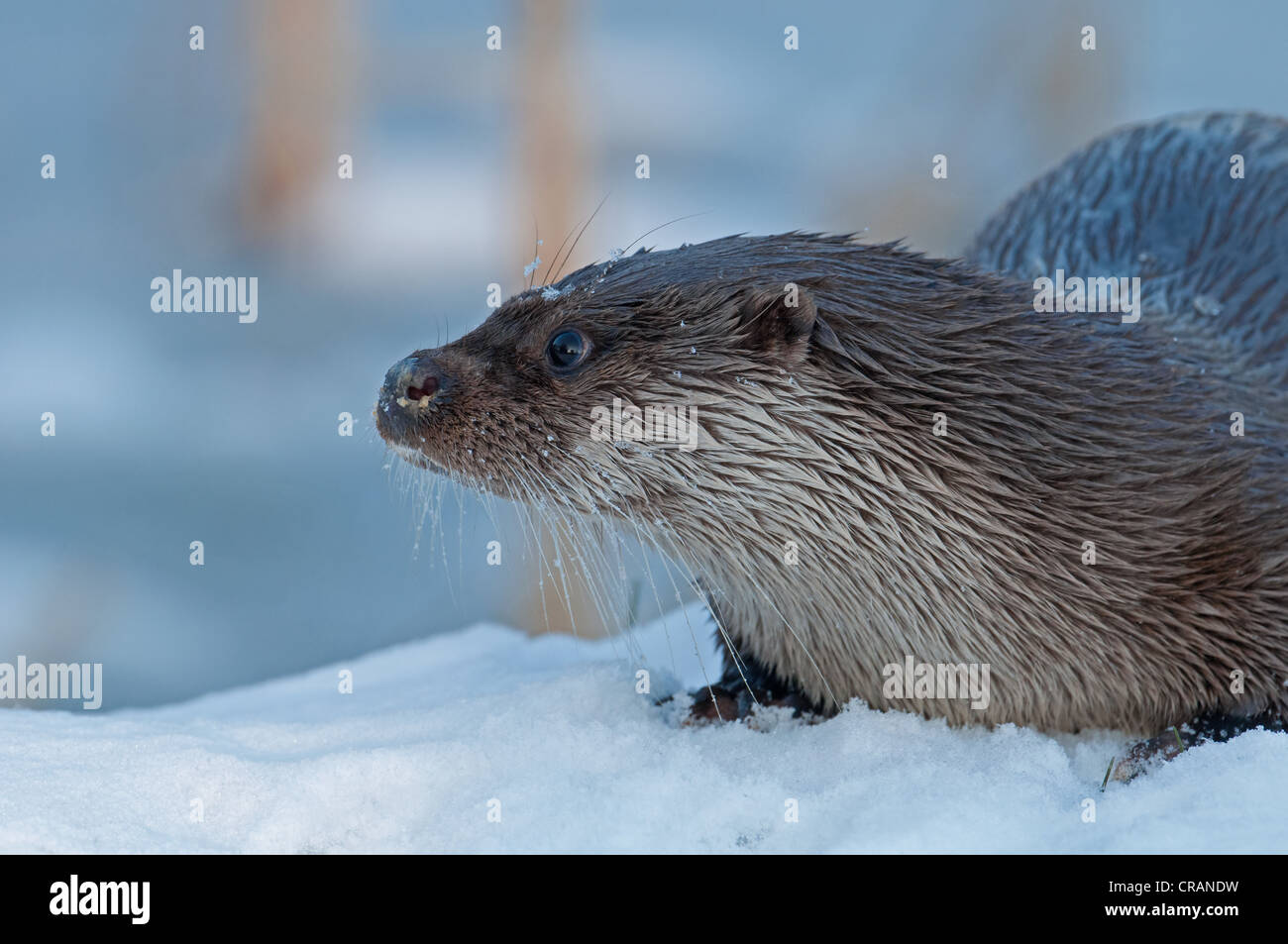 Otter snow hi-res stock photography and images - Alamy