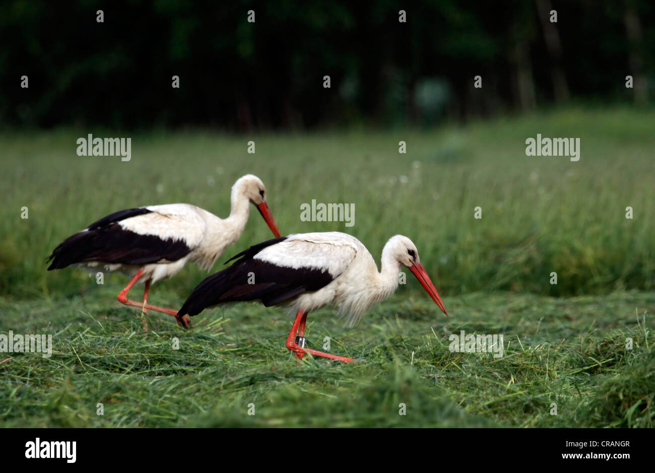 Two storks walking about the meadow Stock Photo - Alamy