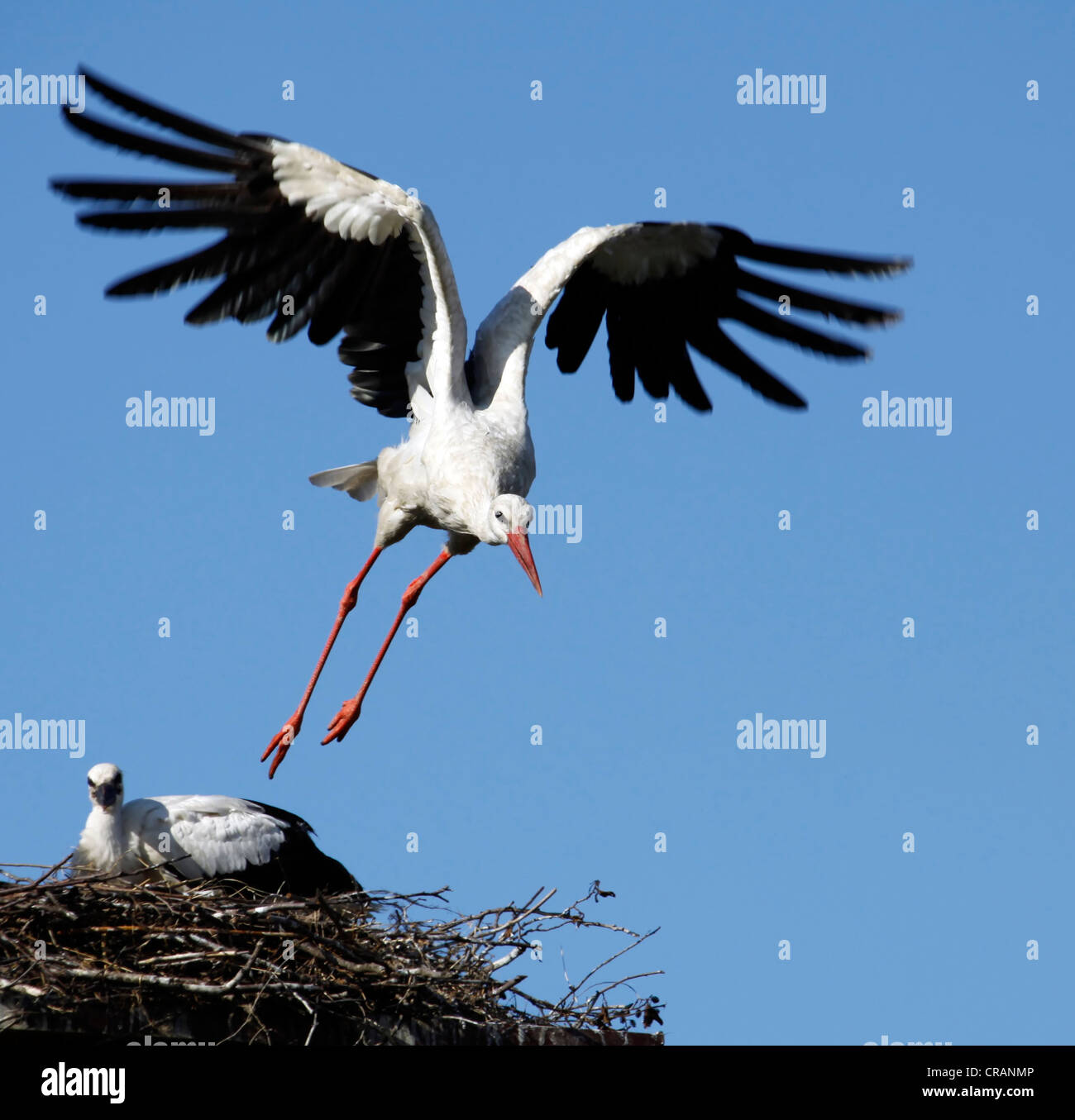 Flight starting hi-res stock photography and images - Alamy