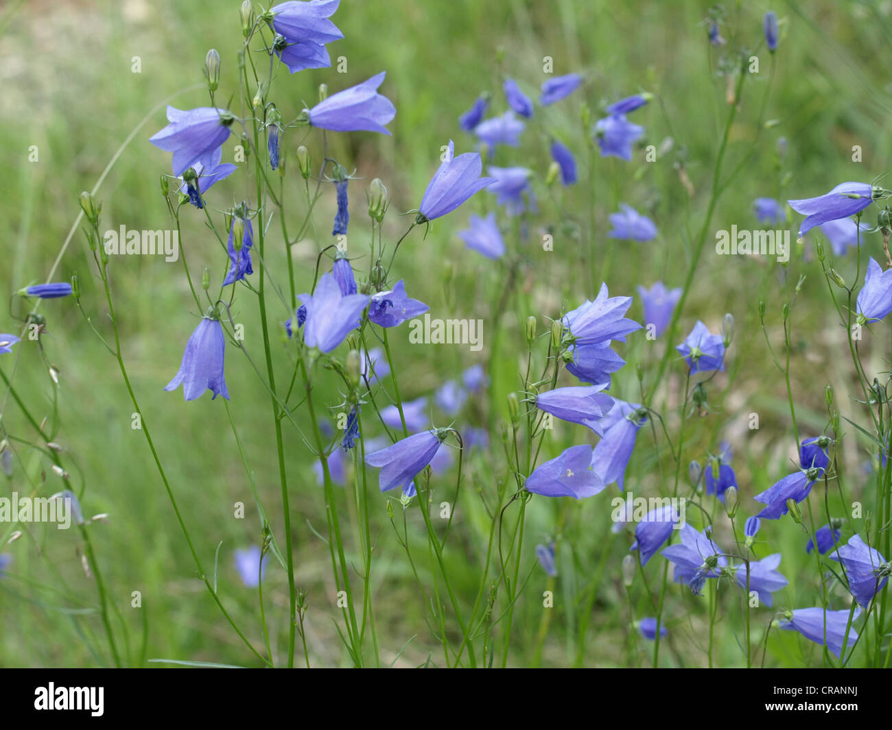 wild flower meadow with Spreading Bellflower / Campanula patula ...
