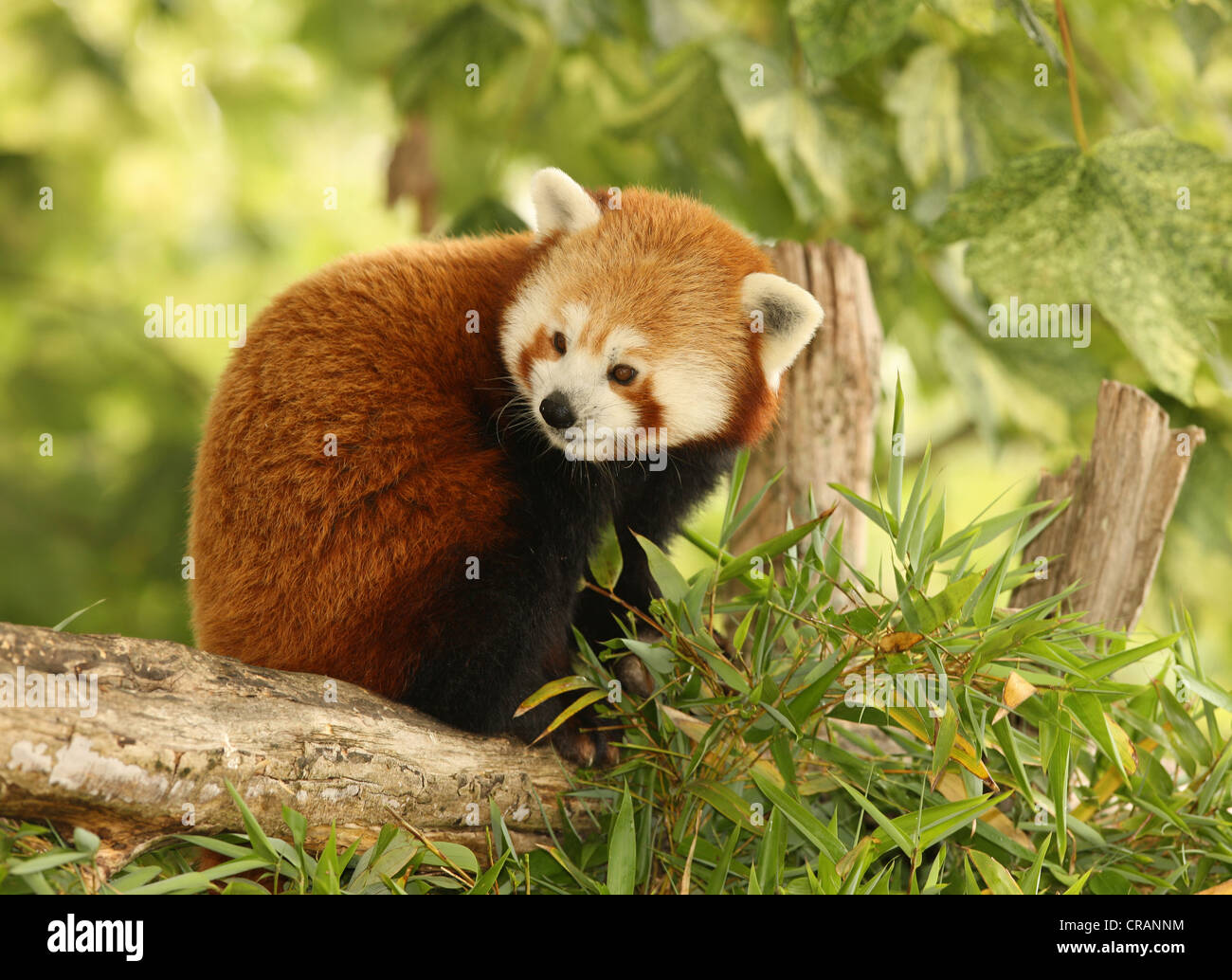 Portrait of a Red Panda Stock Photo - Alamy