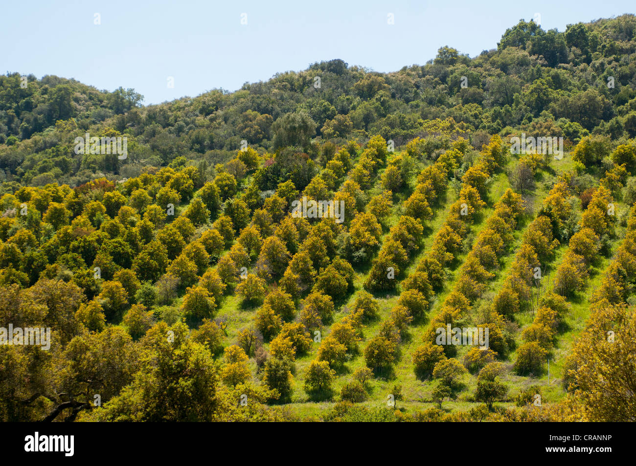 Avocado Trees High Resolution Stock Photography and Images - Alamy