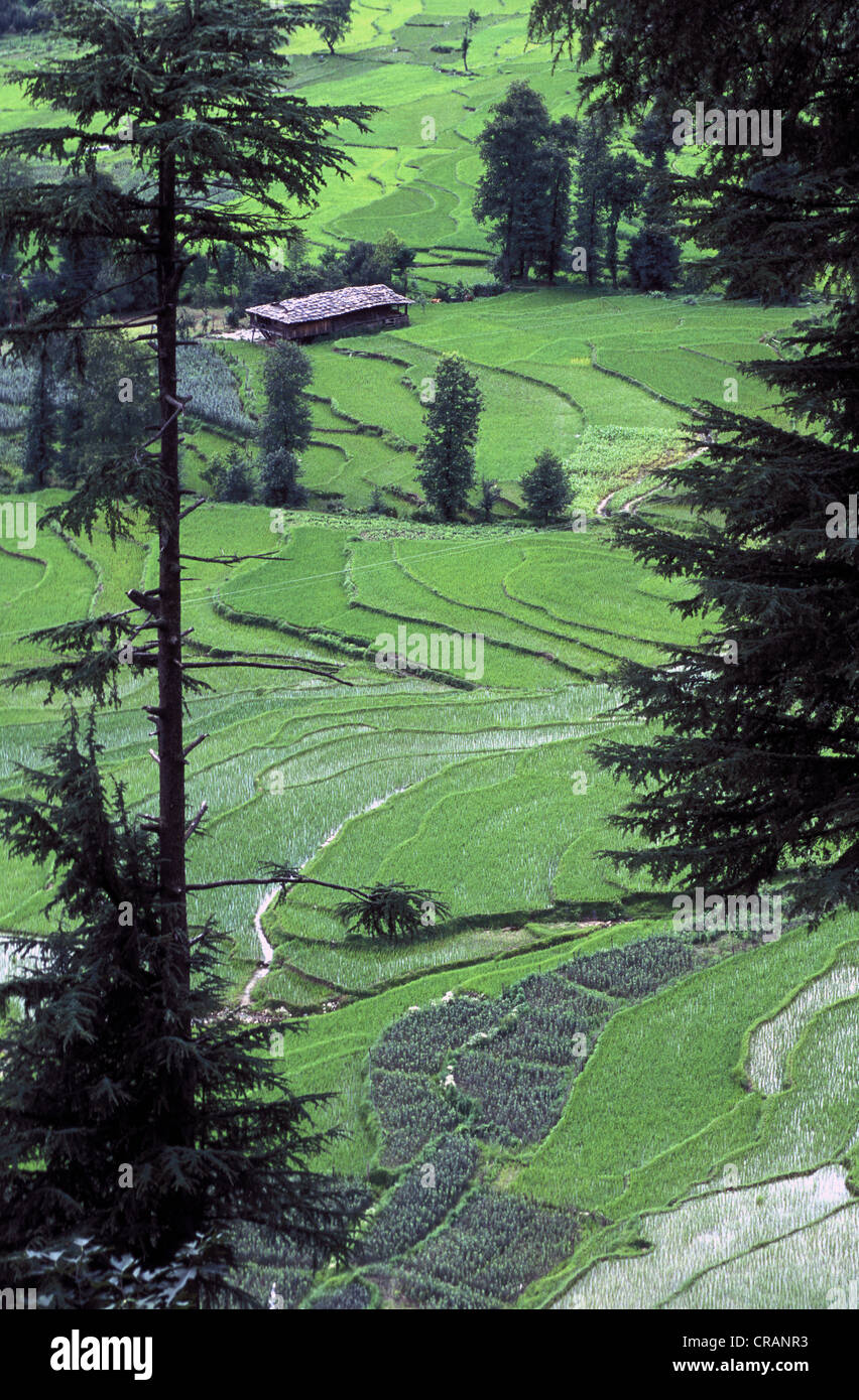 Terraced fields near Manali, Kullu district, Himalaysas, Himachal ...
