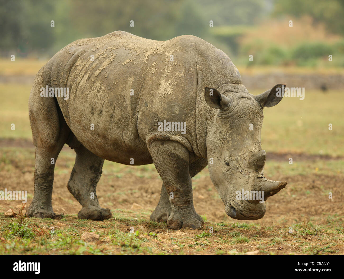 Portrait of a White Rhino Stock Photo - Alamy