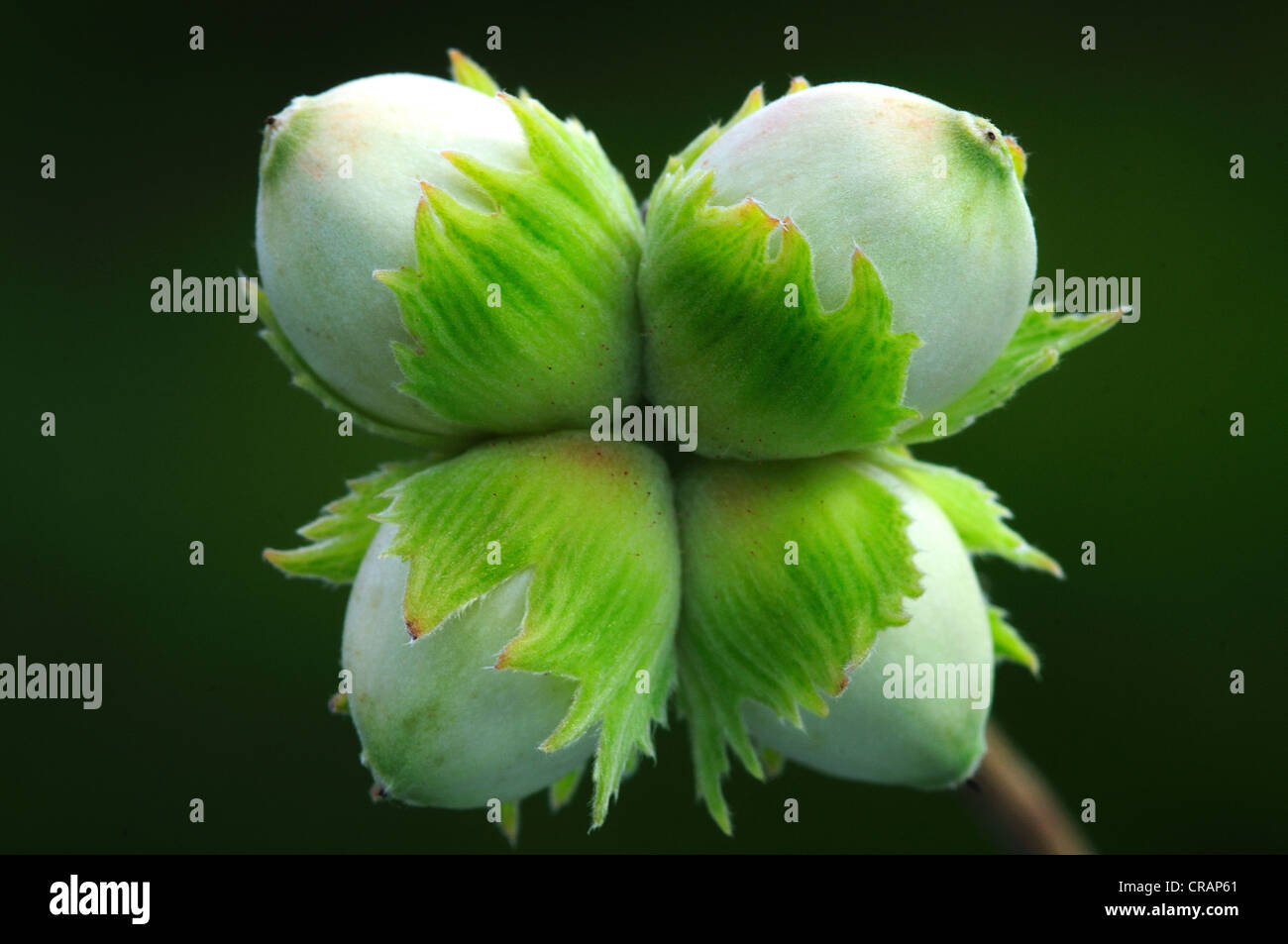 Group of hazel nuts hi-res stock photography and images - Alamy