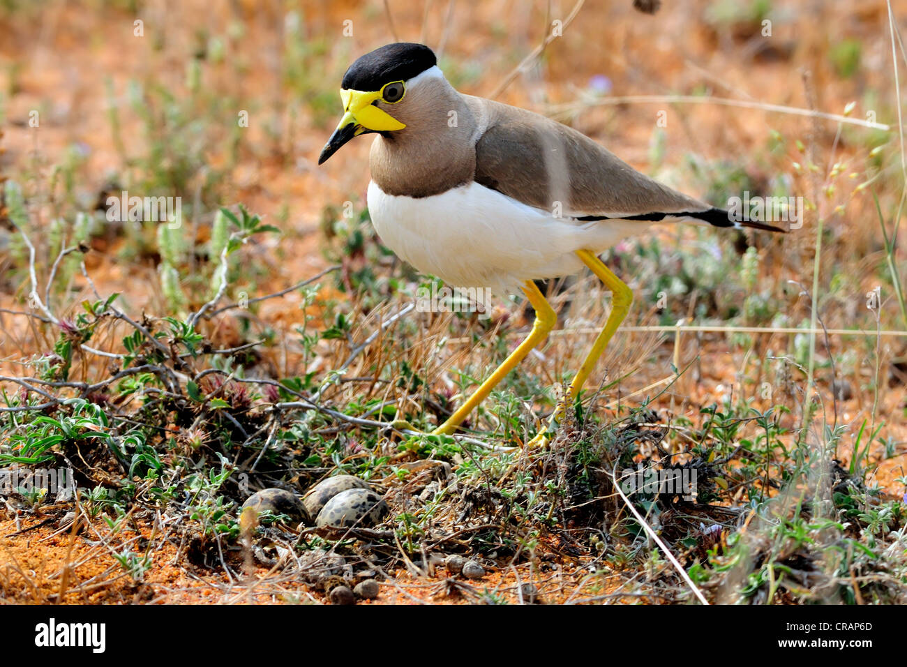 YELLOW-WATTLED LAPWING WITH EGGS Stock Photo - Alamy