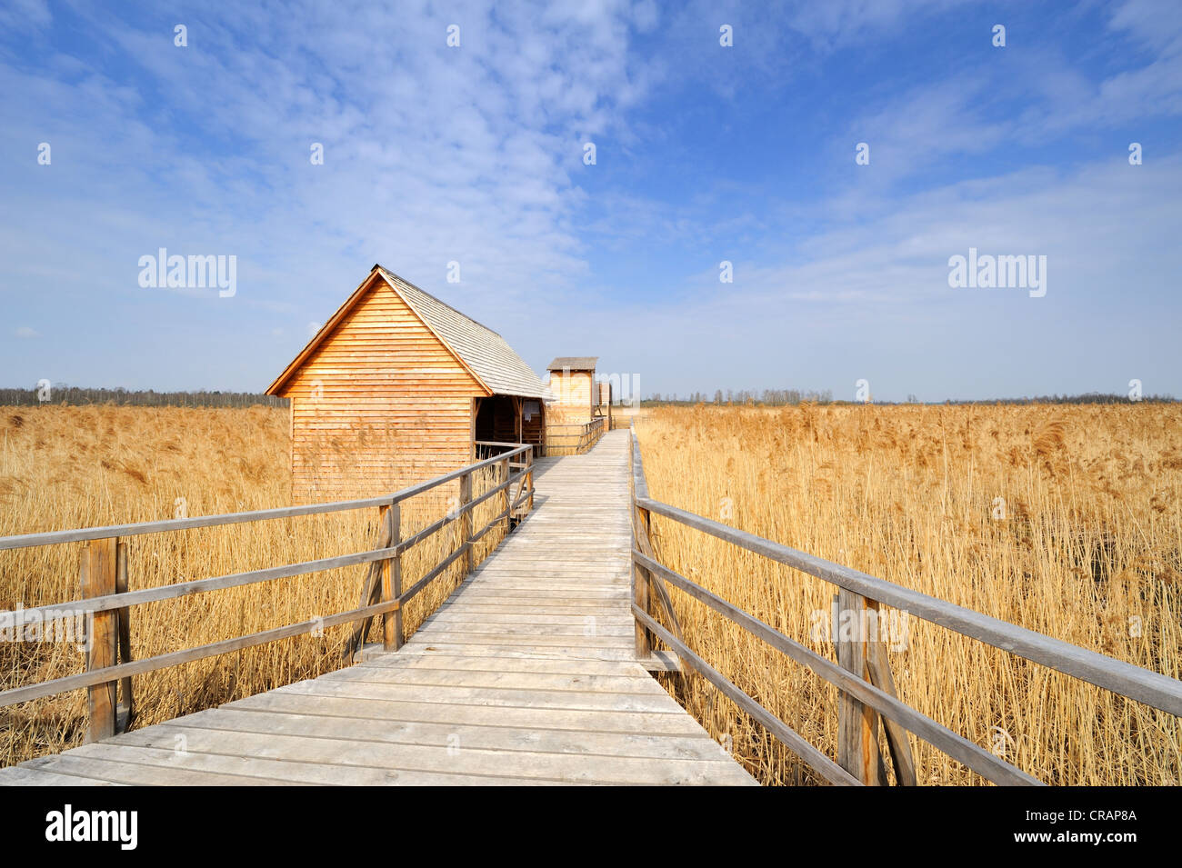 Federseesteg footbridge in the marsh with shelter and observation tower ...