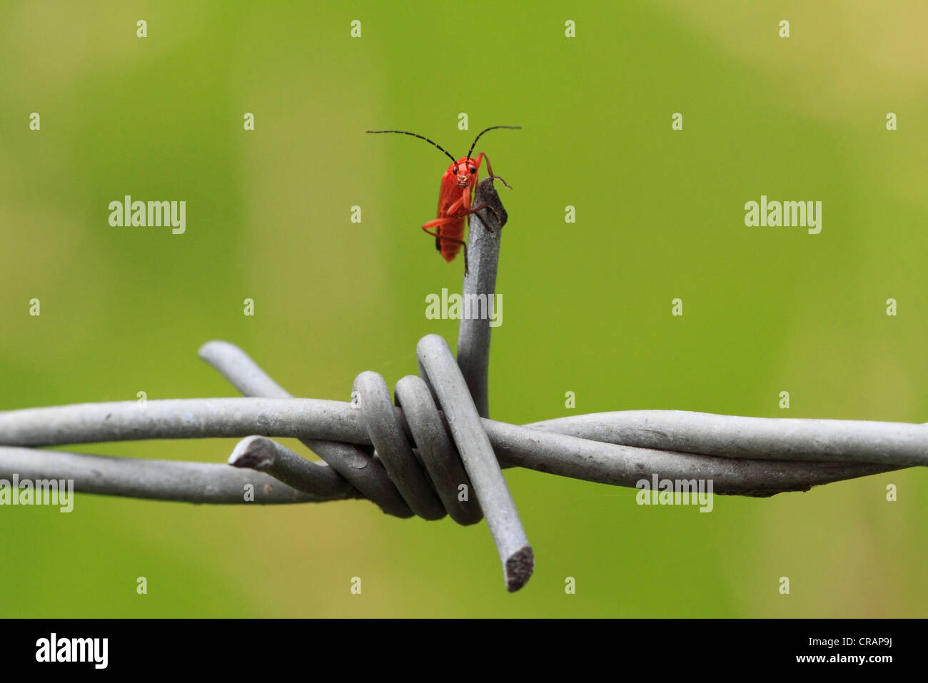 Cardinal beetle red headed beetle pyrochroa serraticornis insect beetle ...