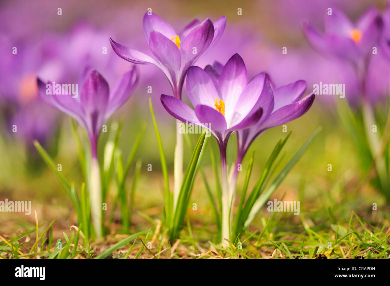 Purple crocus (Crocus) with open flowers, Germany, Europe Stock Photo ...