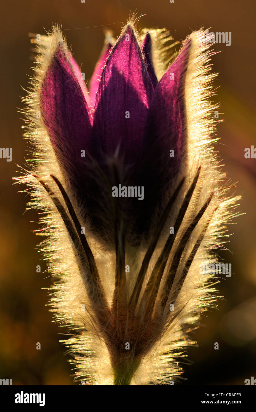 Pasque Flower (Pulsatilla) in backlight, Germany, Europe Stock Photo ...