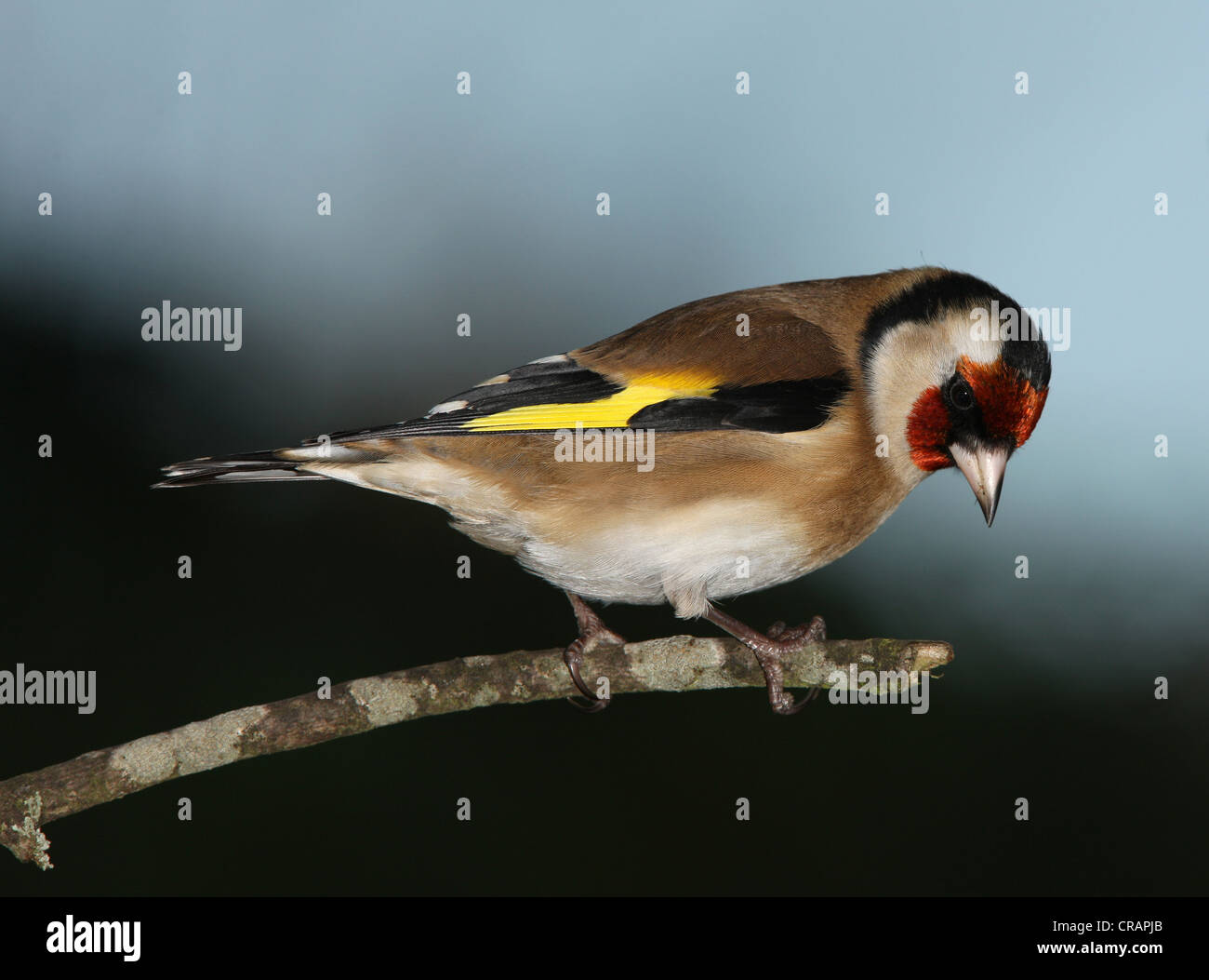 Portrait of a Goldfinch Stock Photo - Alamy