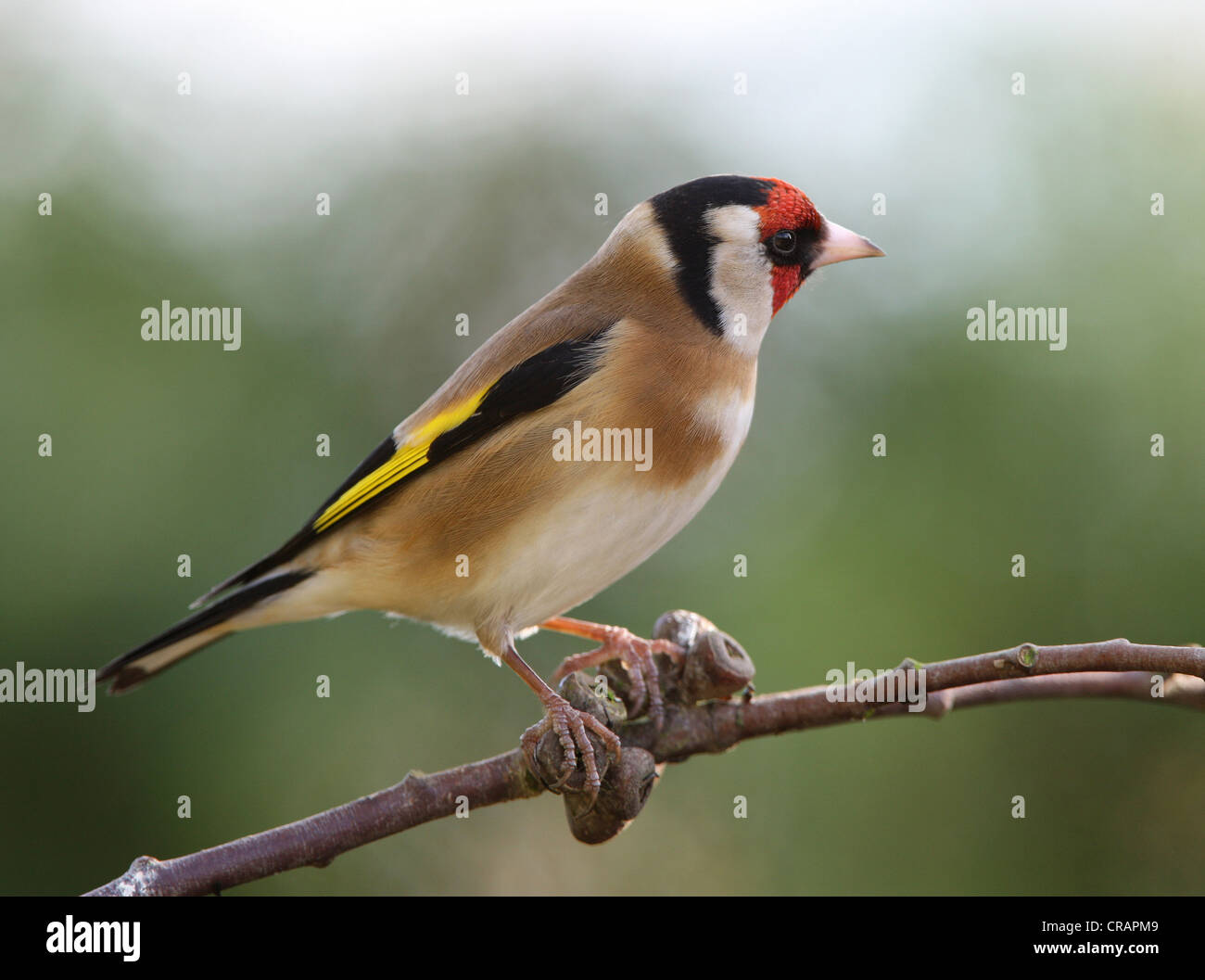Portrait of a Goldfinch Stock Photo - Alamy