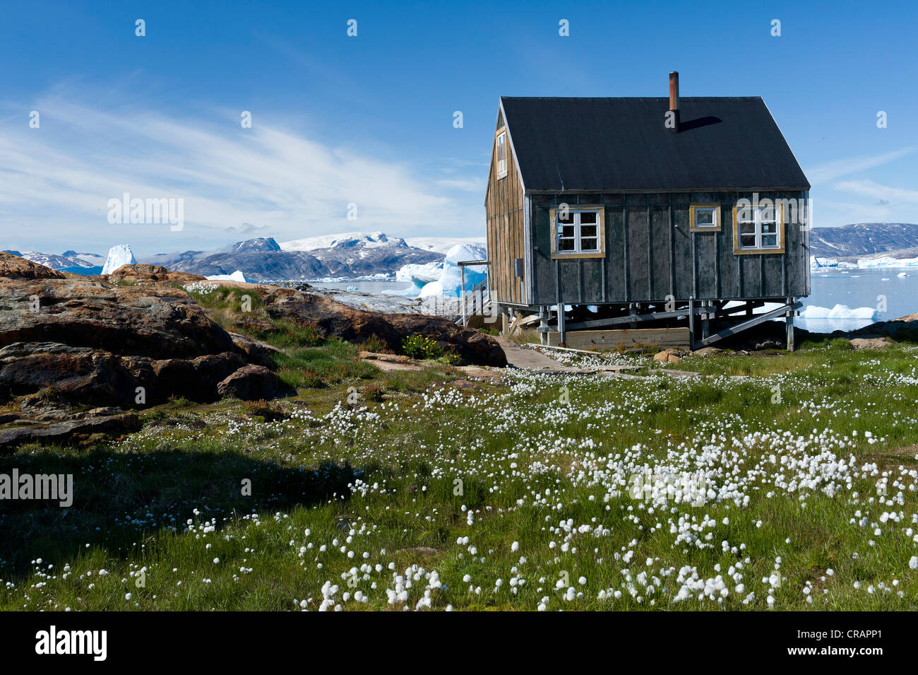 Inuit houses and cotton grass, Inuit settlement of Tiniteqilaaq ...