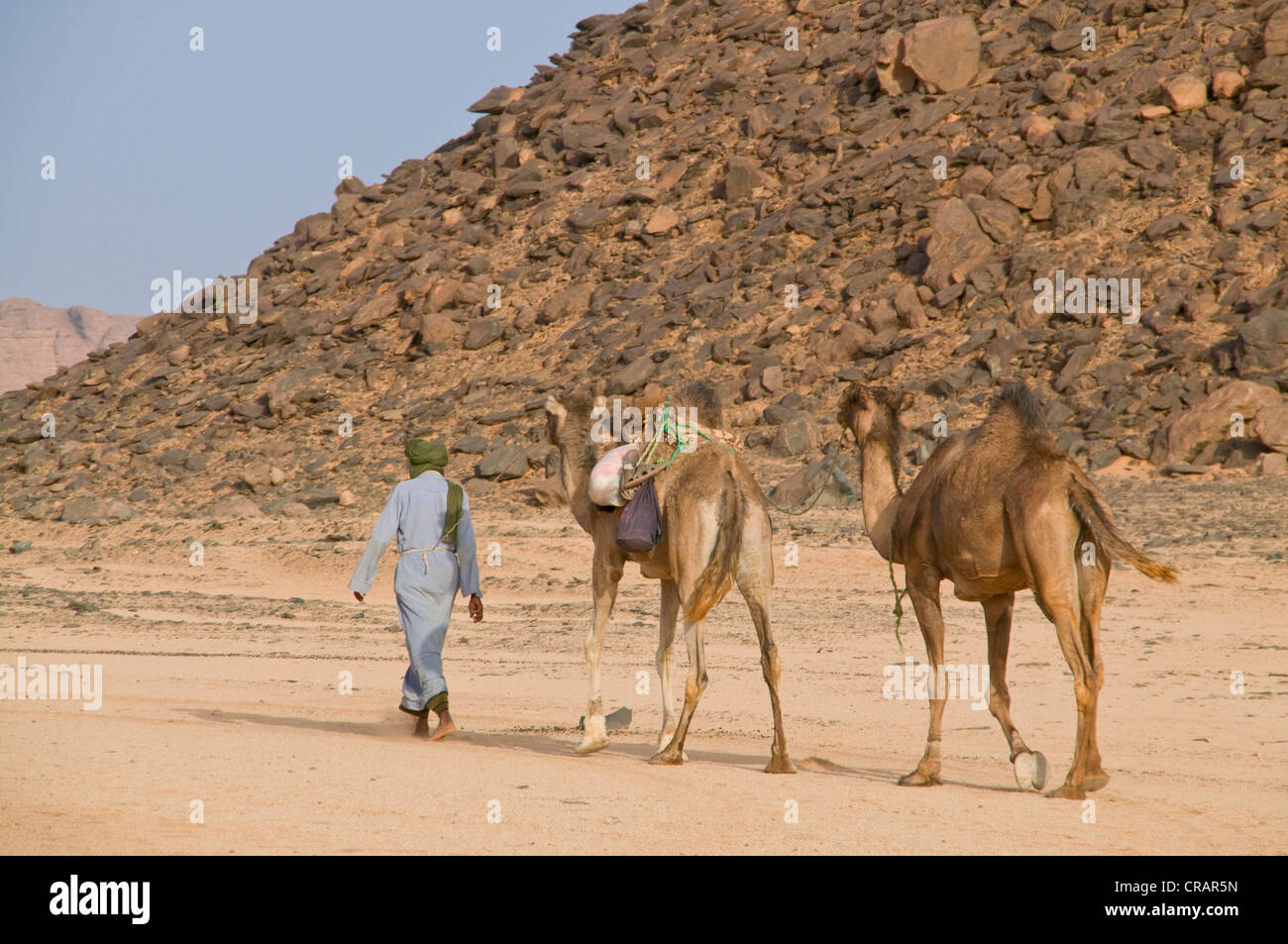 Small camel hi-res stock photography and images - Alamy