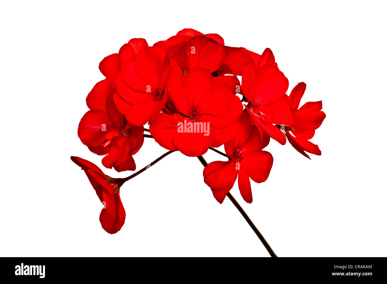 Red And White Geranium Stock Photos & Red And White Geranium Stock ...