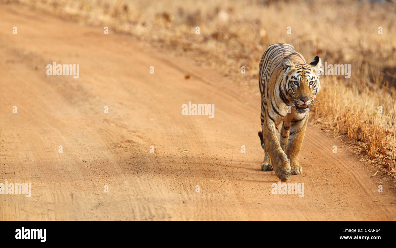 Tiger walking majestically on jungle path in Todoba, India Stock Photo ...