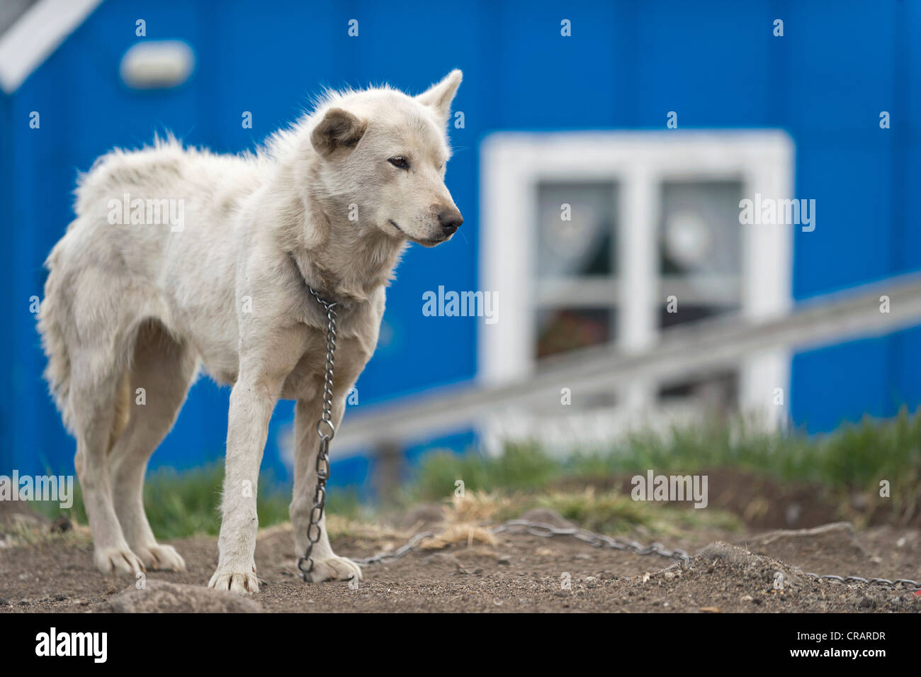 Breeds greenland hi-res stock photography and images - Alamy