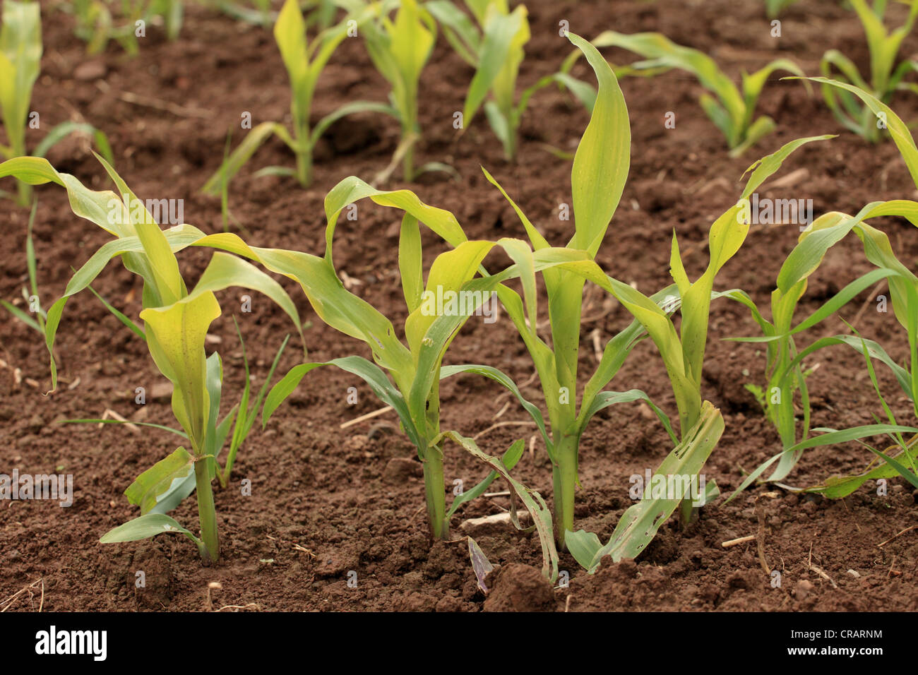 Maize seedling hi-res stock photography and images - Alamy