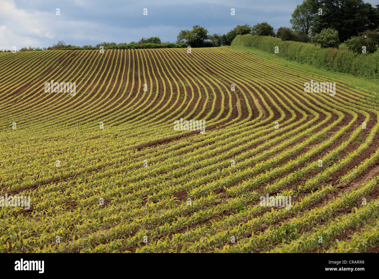 Maize seedling hi-res stock photography and images - Alamy