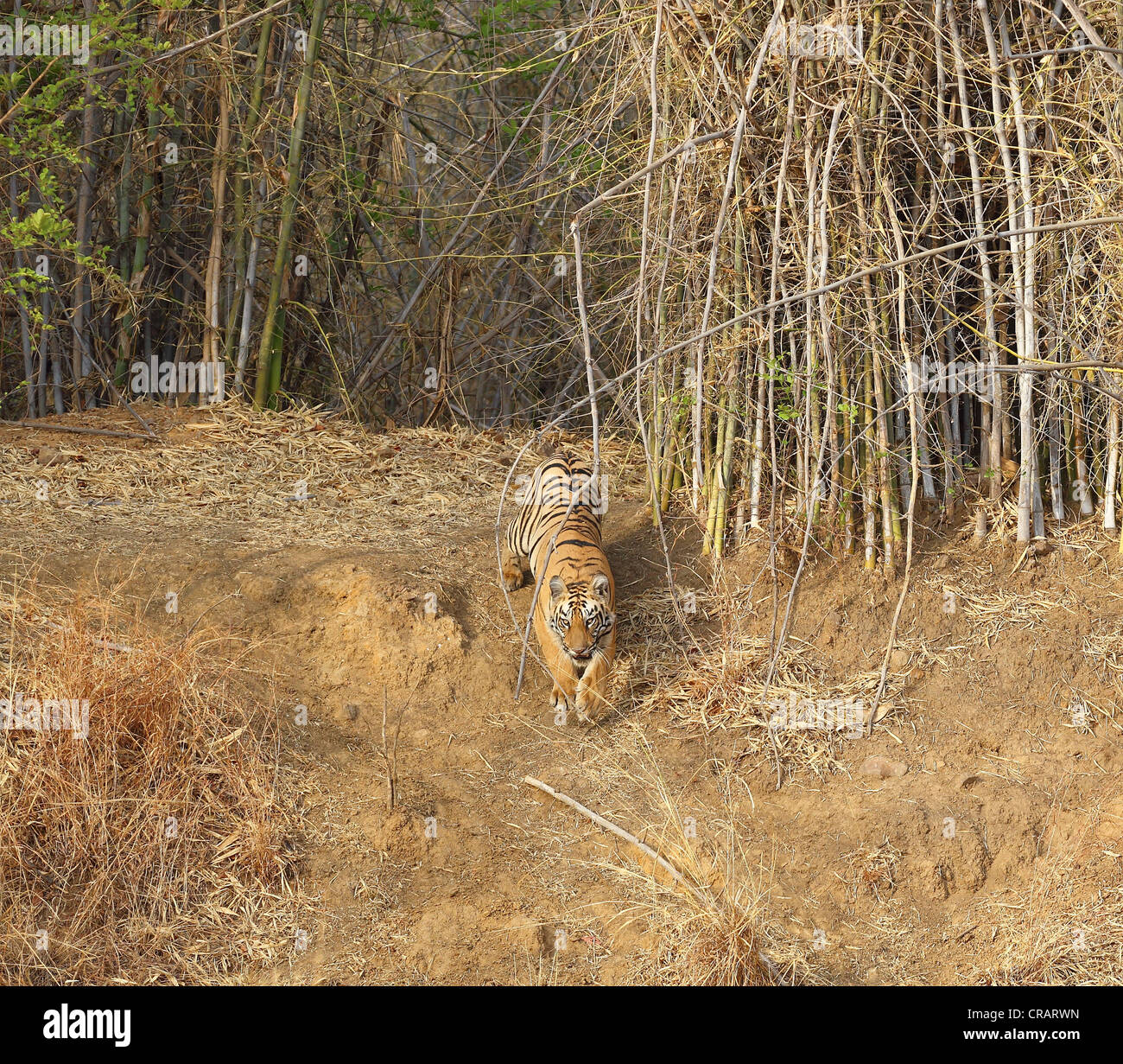 Tiger walking among bamboo shrubs in Tadoba, India Stock Photo - Alamy
