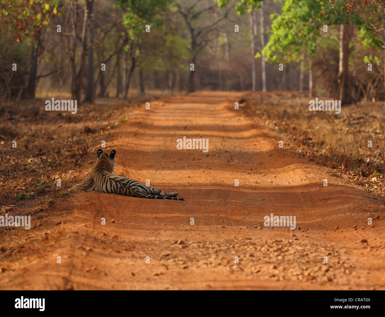 Jungle path hi-res stock photography and images - Alamy