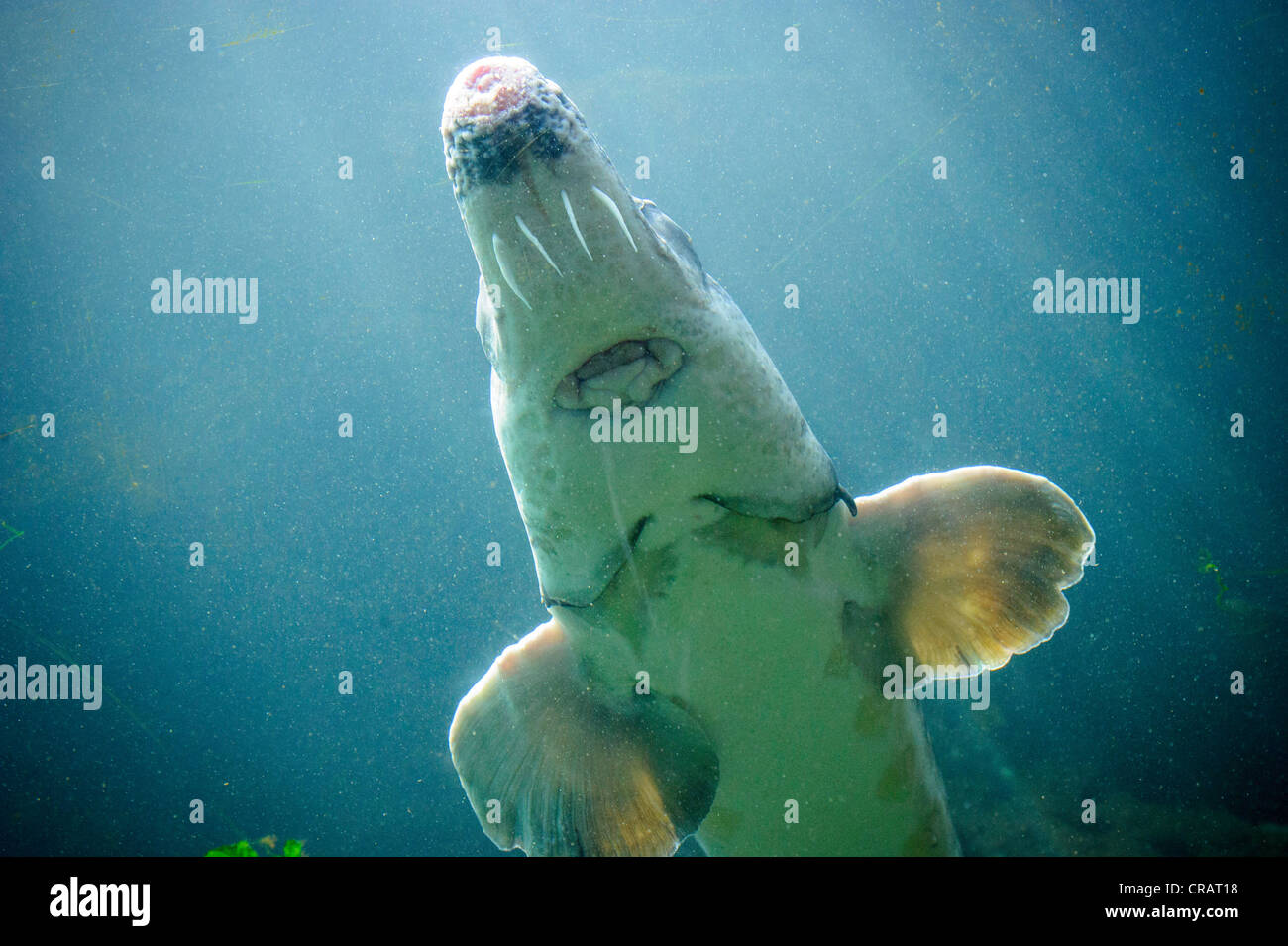 Atlantic sturgeon swimming up to light Stock Photo - Alamy