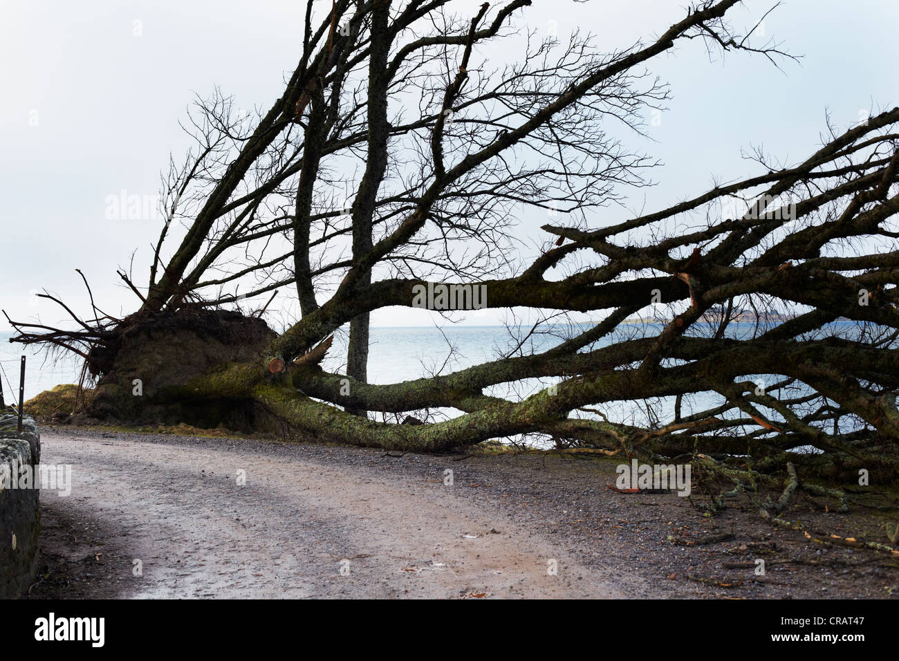 Storm damage to tree on the Ballimore Estate on the shores of Loch Fyne ...