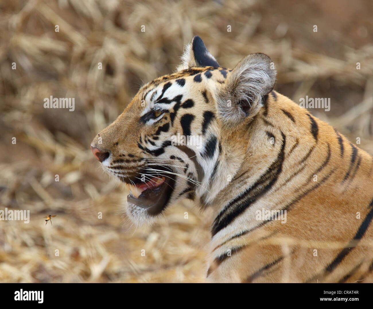 Tiger eyeing Honey Bee at close range Stock Photo - Alamy