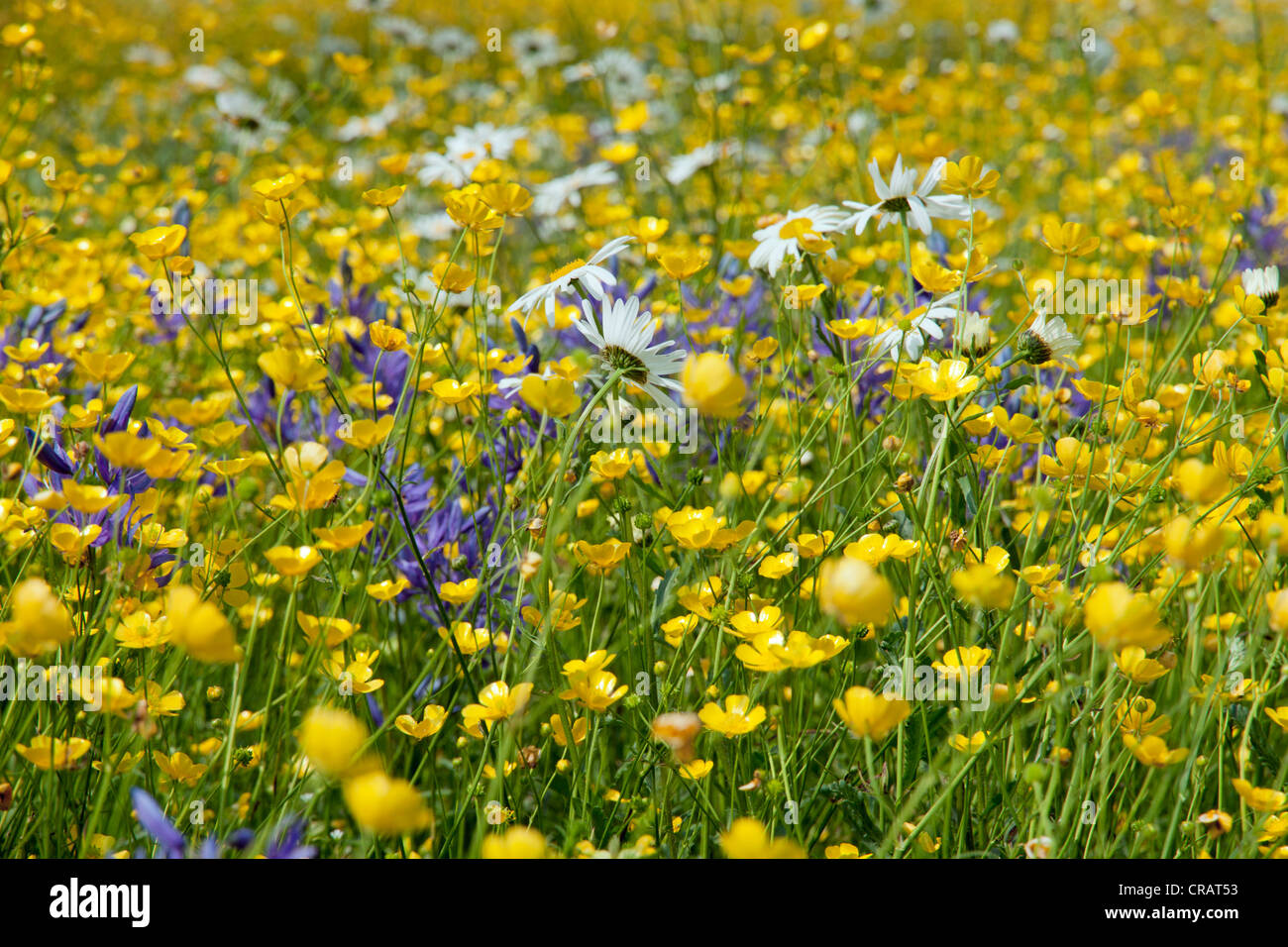 An English field full of buttercups Stock Photo - Alamy
