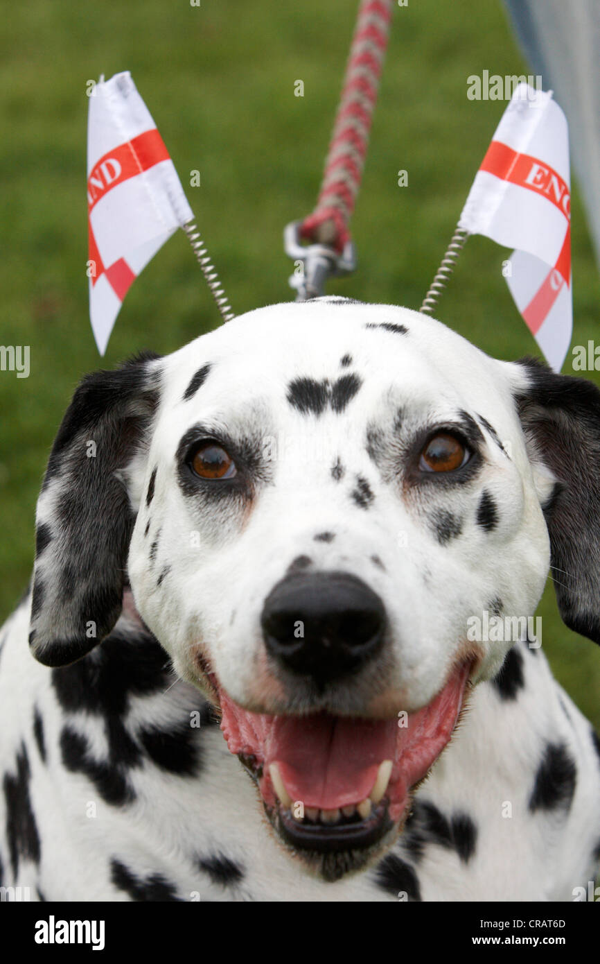 Spike, a Dalmatian, together with owner Rowena Wilkinson,at the Weston ...